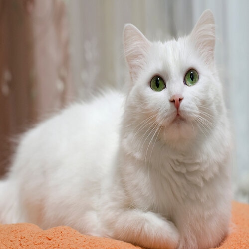 Geomática Aplicada - Factultad de Ciencias Forestales UJED